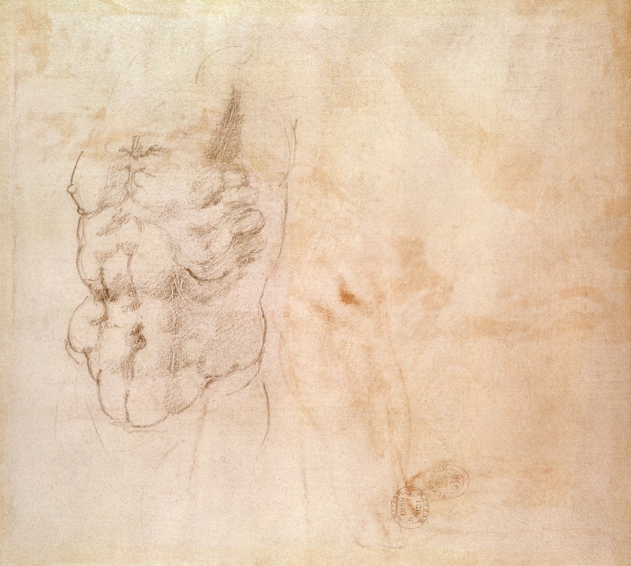Torsostudie von Michelangelo Buonarroti: Kunstdruck kaufen